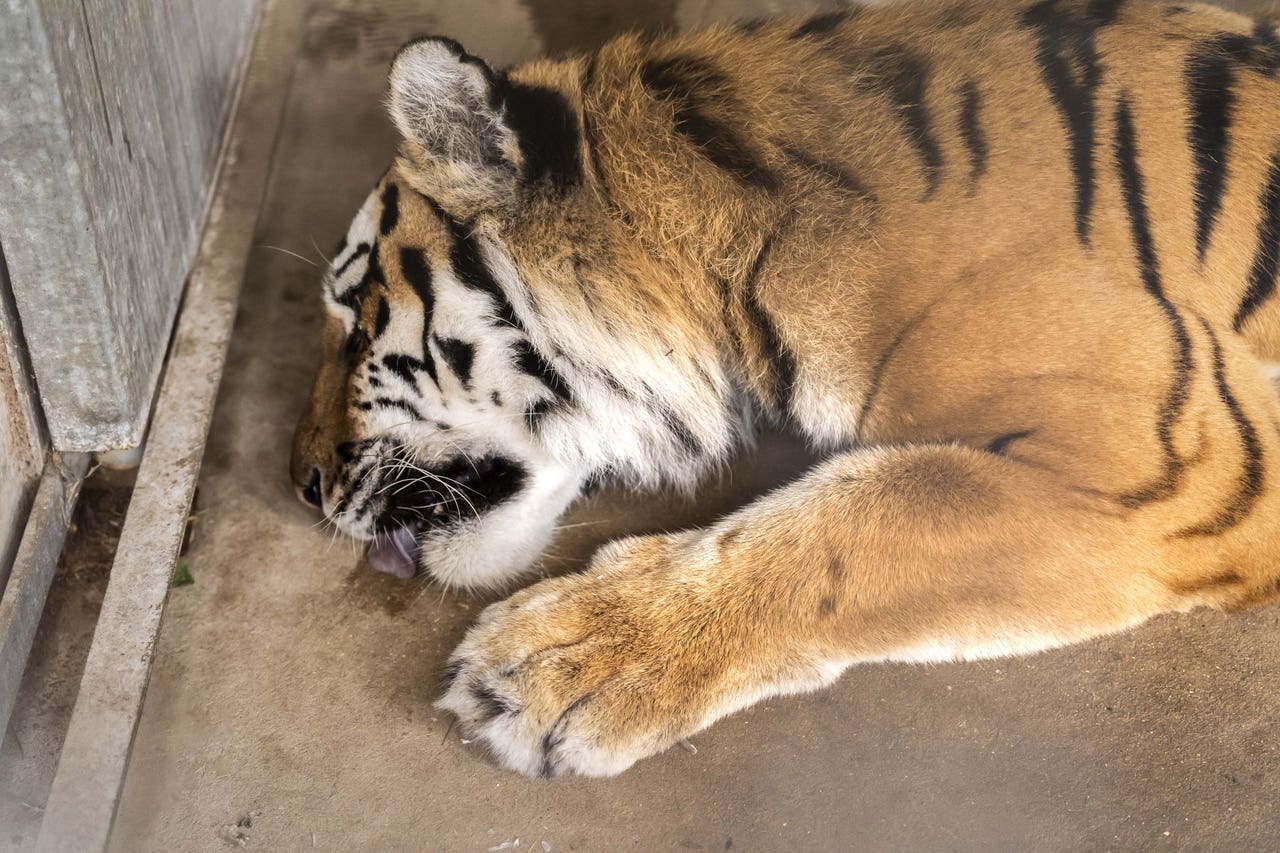 Vets sedate 17-stone tiger for delicate operation to remove ingrown ...