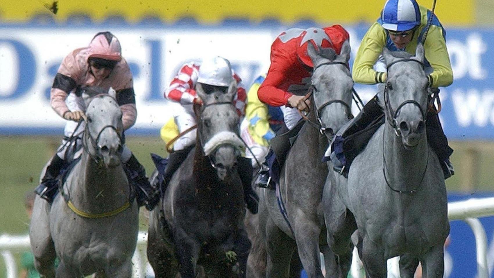 Colour clash: Red faces as two bays entered in Grey Horse Handicap