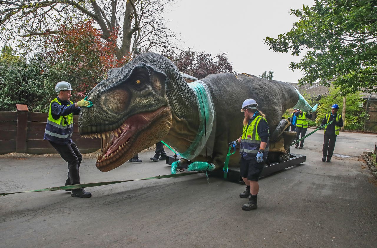 In Pictures: Giant animatronic predators arrive at Chester Zoo ...