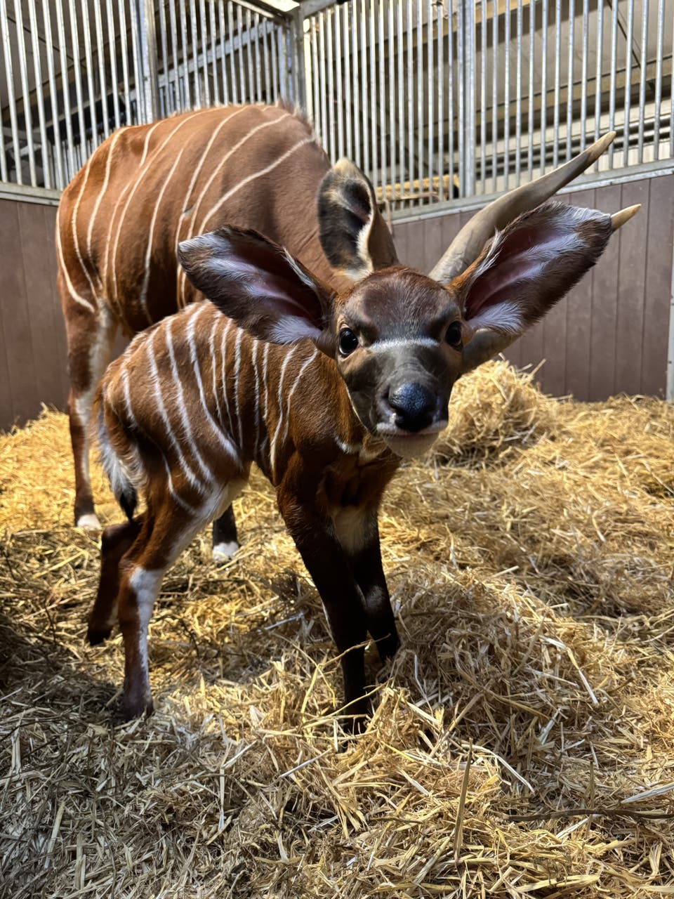 Birth of rare female eastern mountain bongo ‘significant milestone’ for ...