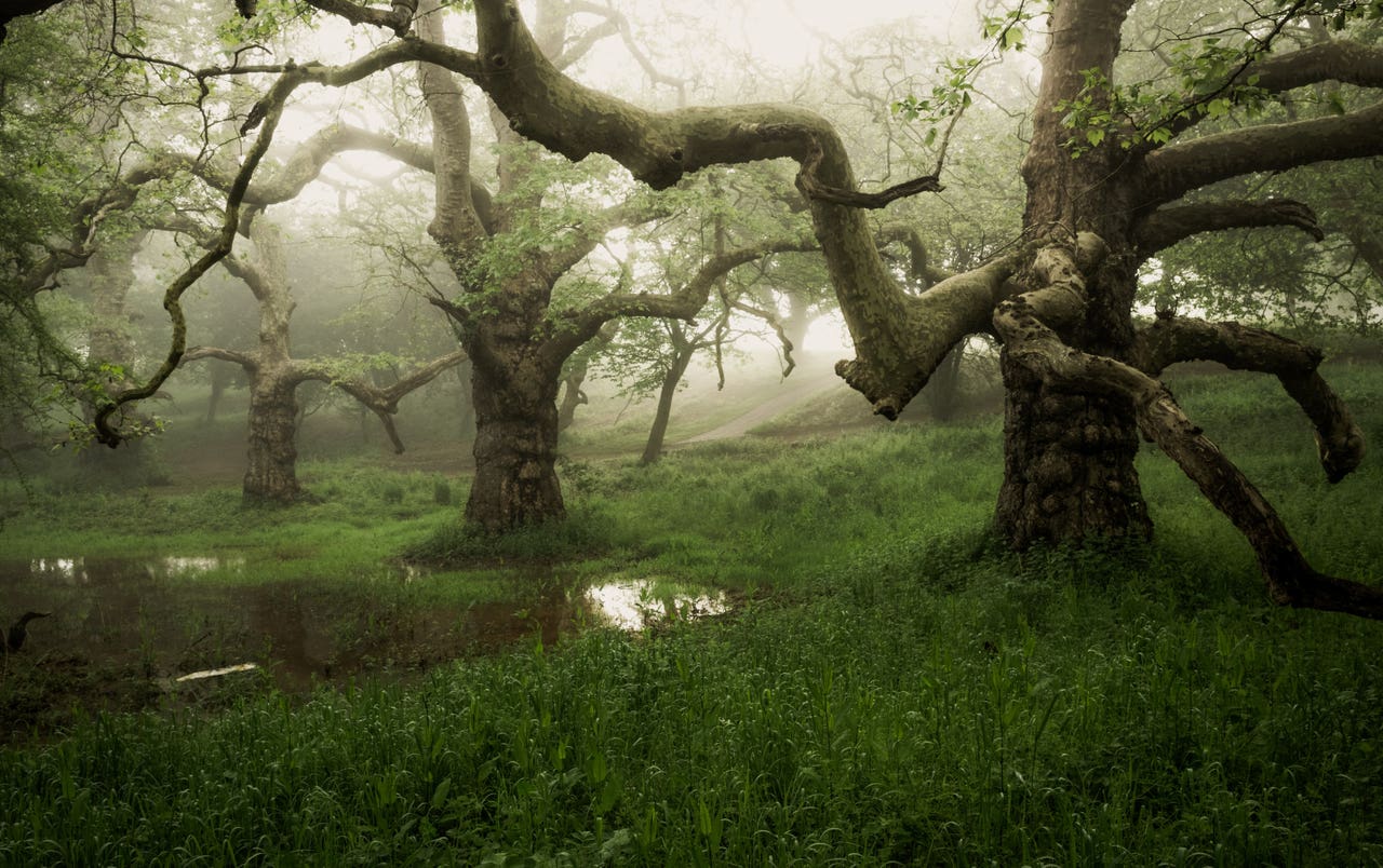 ‘Other-worldly’ pic of giant trees wins South Downs National Park photo ...
