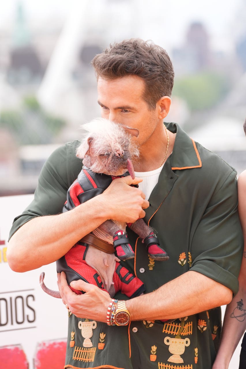 Ryan Reynolds pictured holding Dogpool at Deadpool and Wolverine photo ...