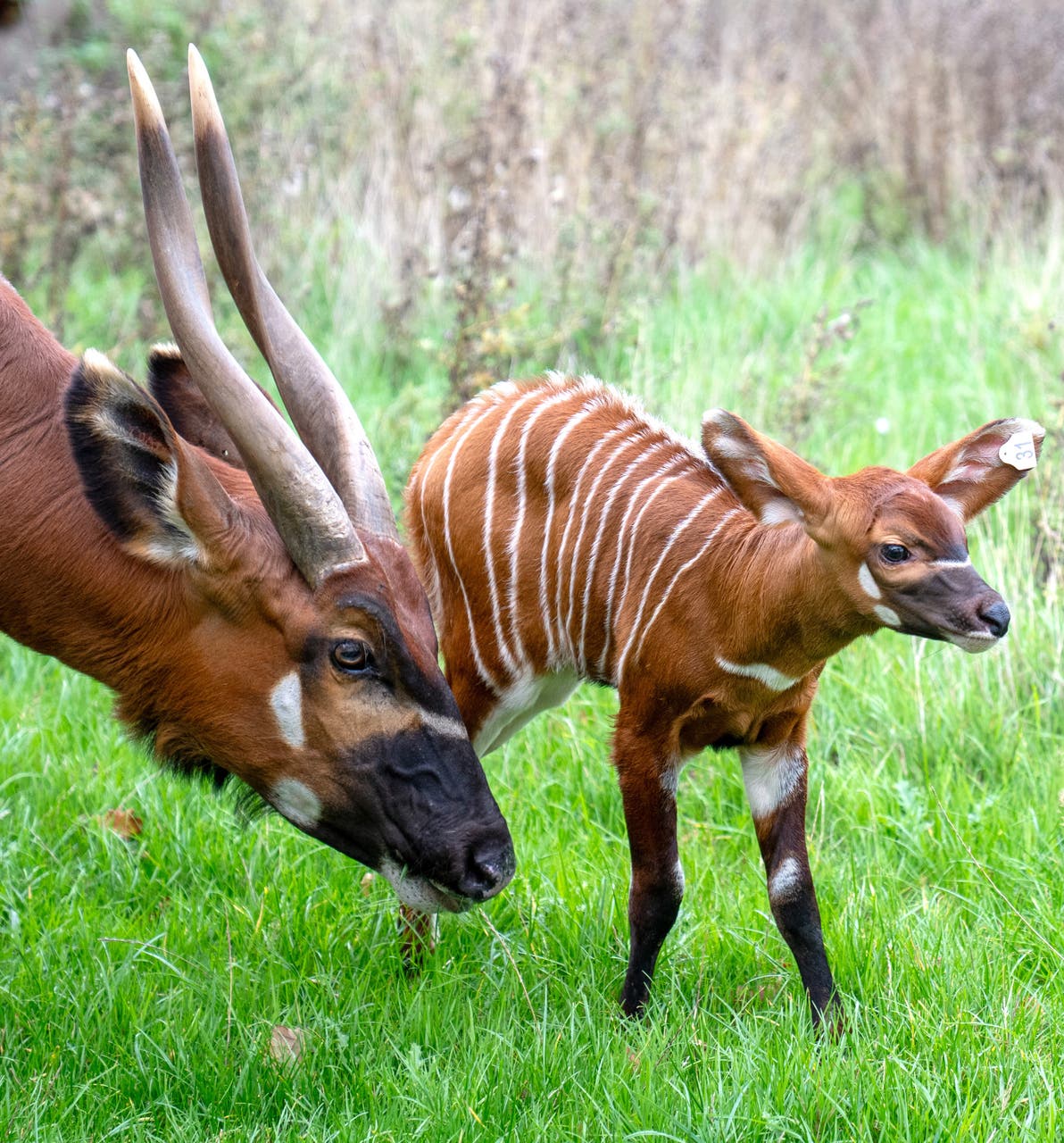 Birth of rare female eastern mountain bongo ‘significant milestone’ for ...