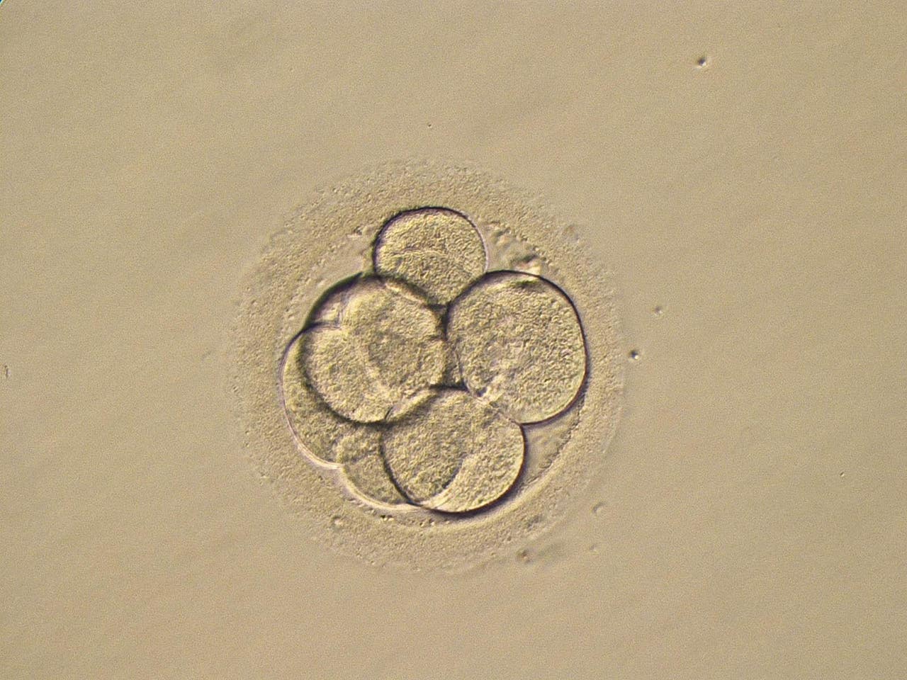 Scrap 14-day limit on embryo testing, urges ethicist | Bradford ...