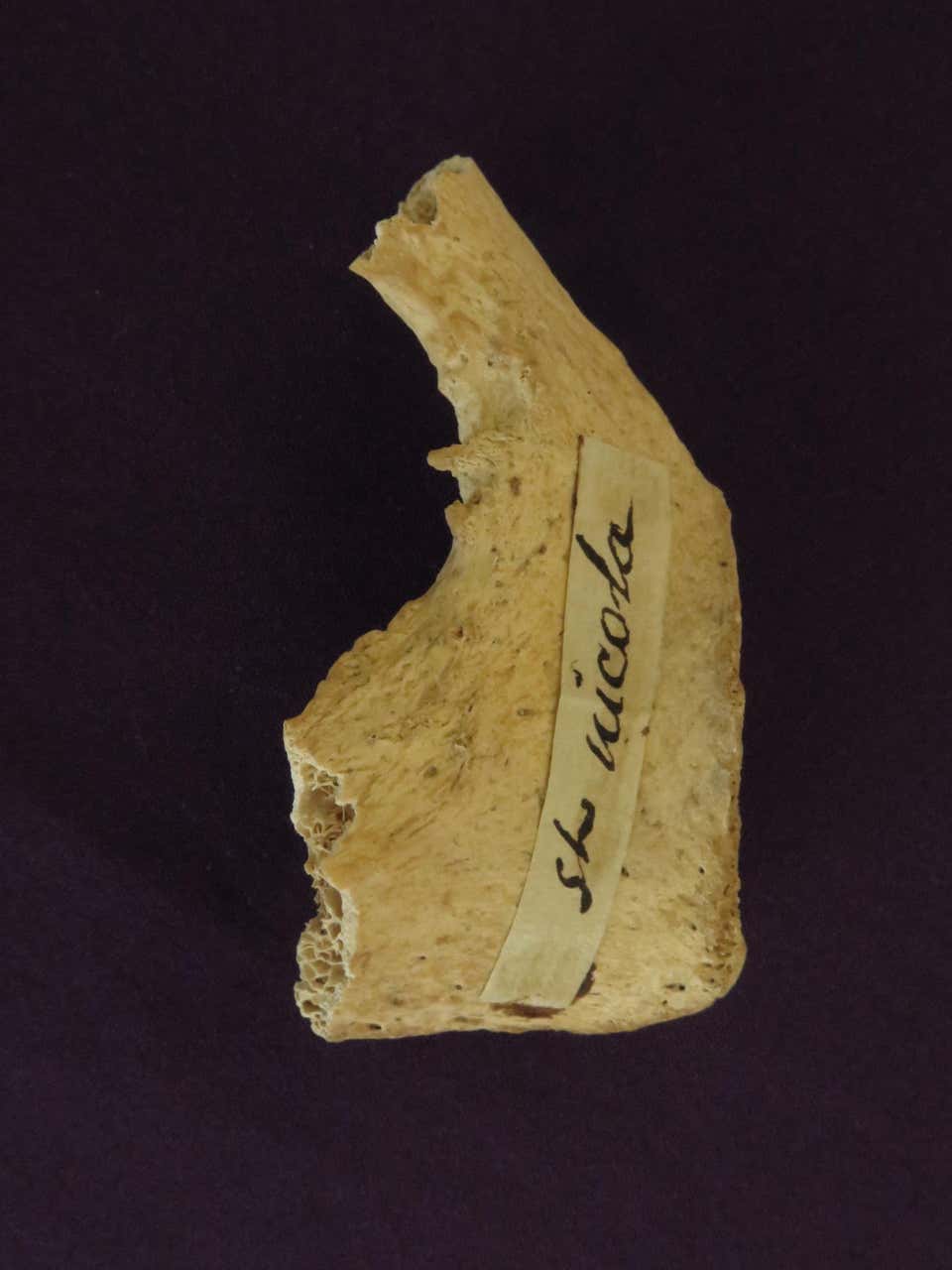 Could bone fragment owned by American priest belong to Father Christmas?