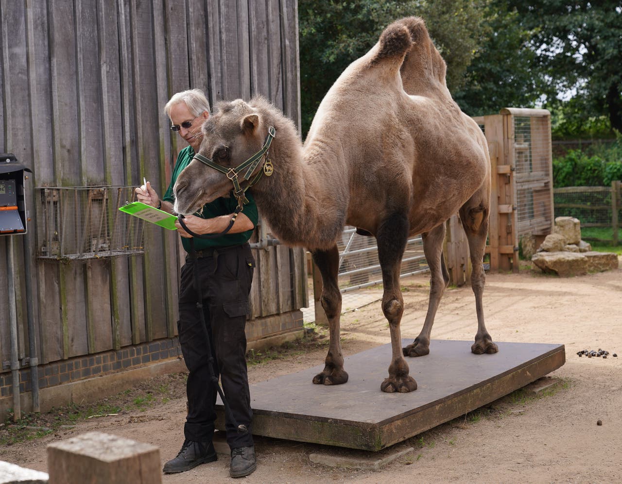 In Pictures: Weigh-in time for animals at London Zoo | Wharfedale Observer