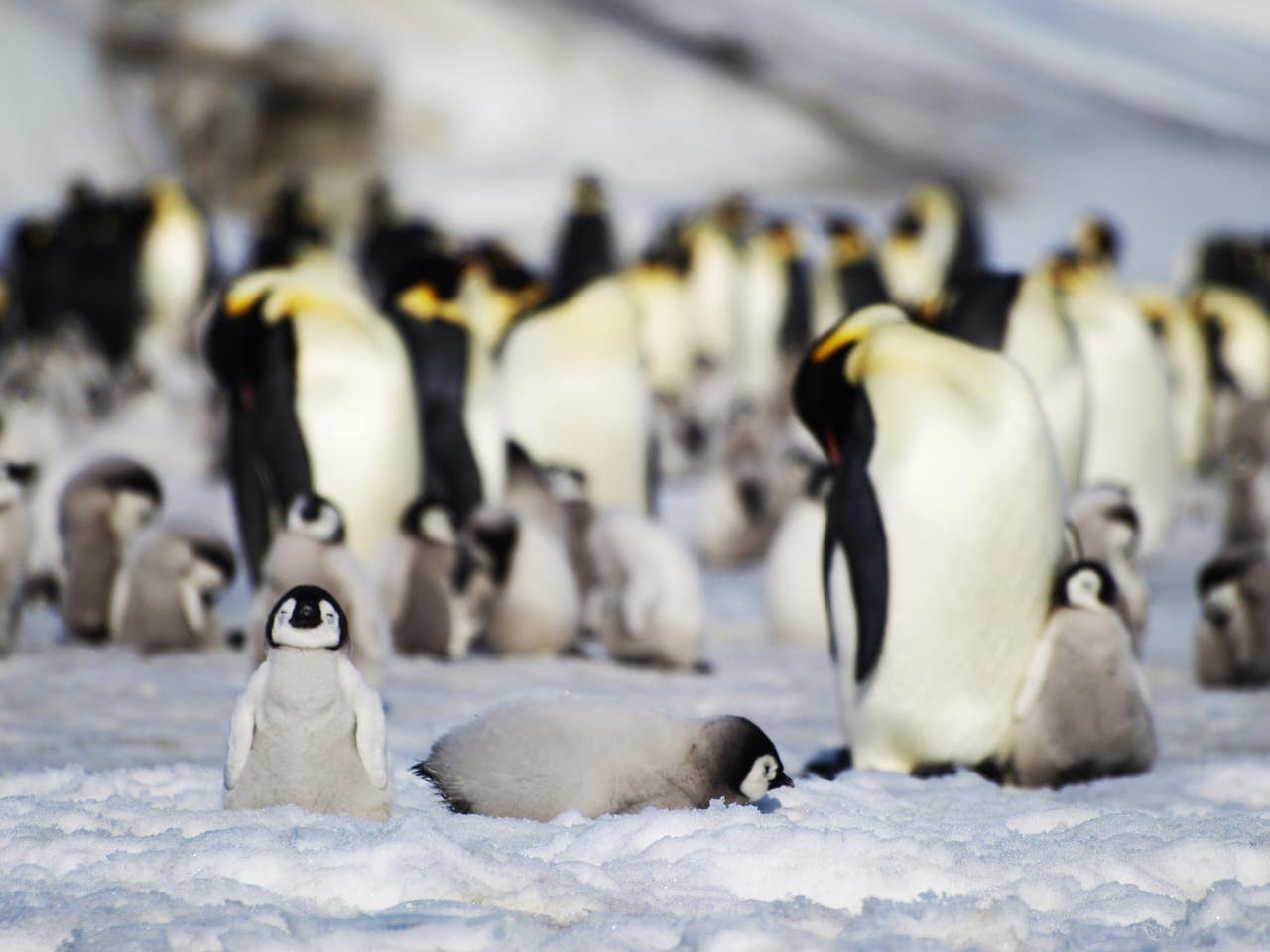 New emperor penguin colonies found in Antarctica - Jersey Evening Post