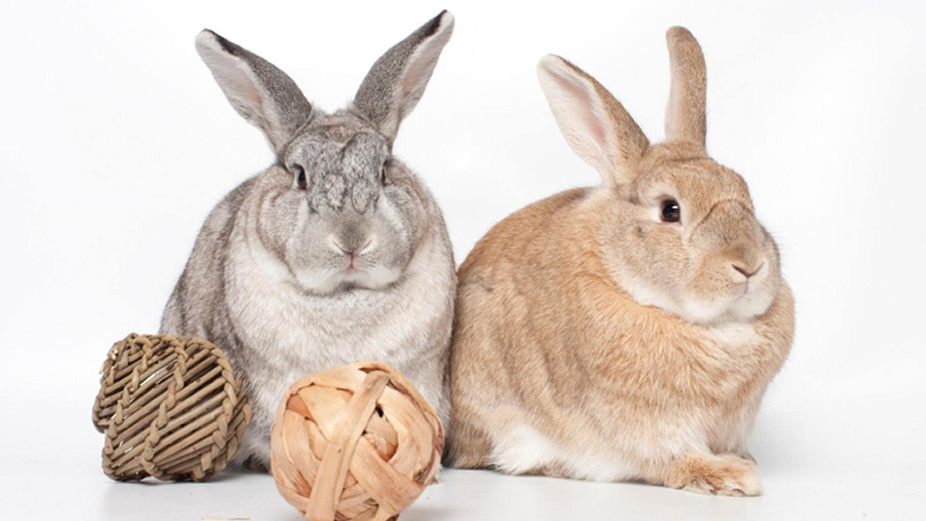 Rabbits nearly caught in the headlights at Dundalk