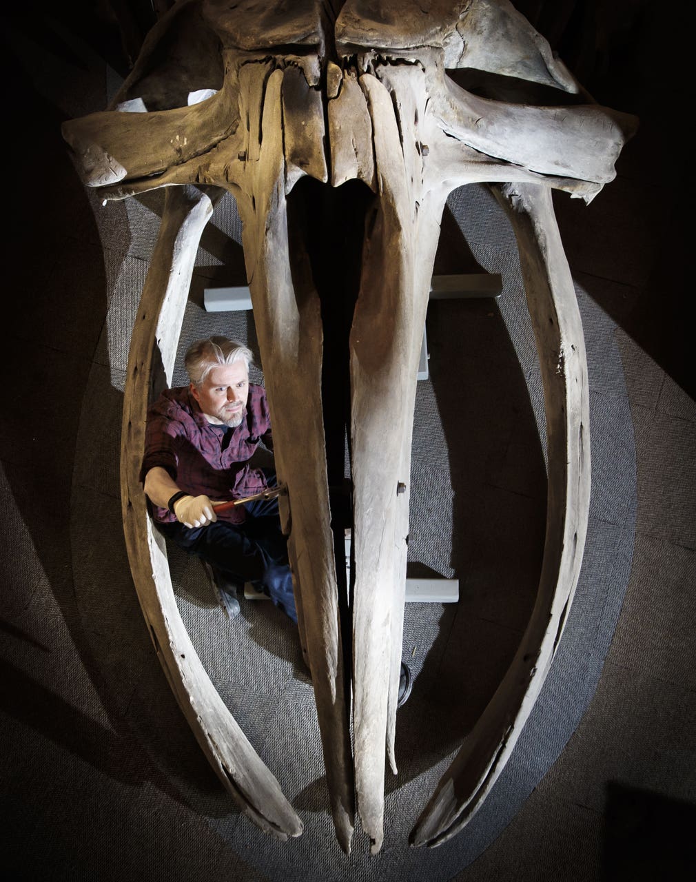 113-year-old whale skeleton dismantled ahead of museum refurbishment ...