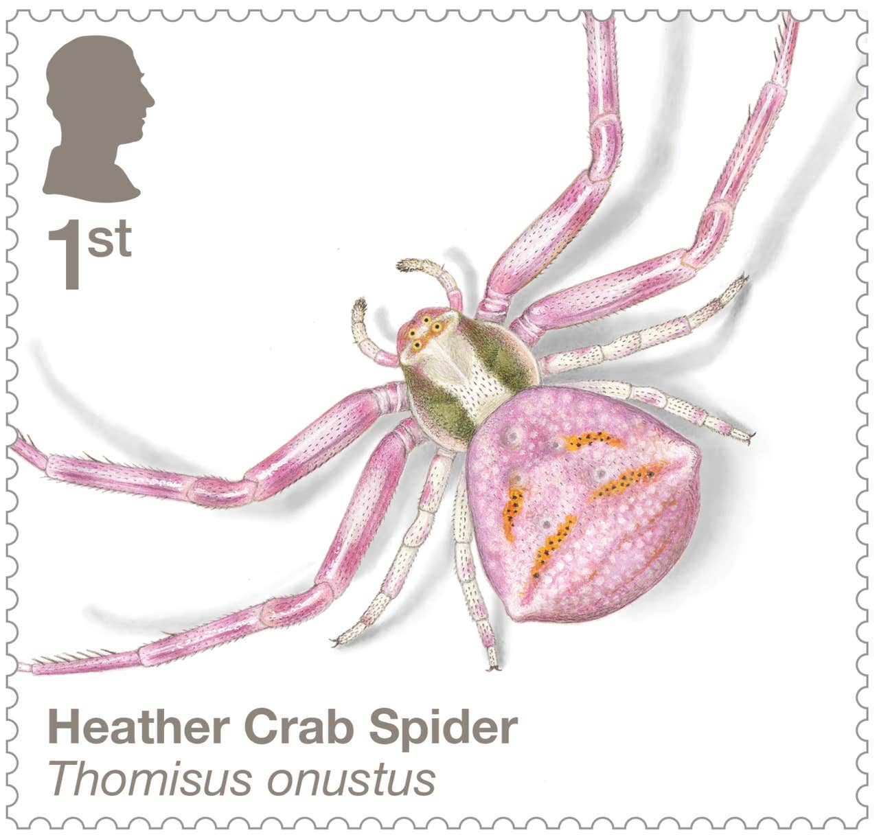 Spiders in the spotlight on new Royal Mail stamps | Lancashire Telegraph