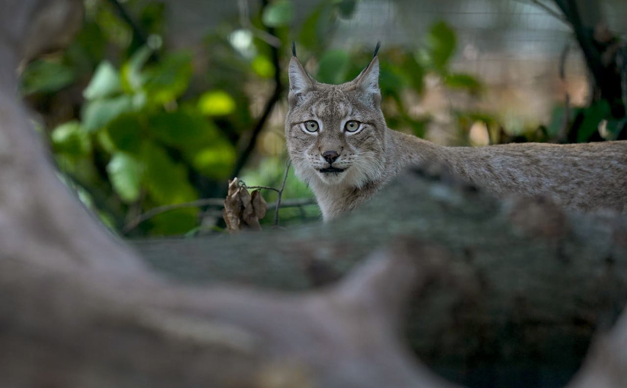 The lynx effect: Smell of predators enough to curb deer browsing, study ...