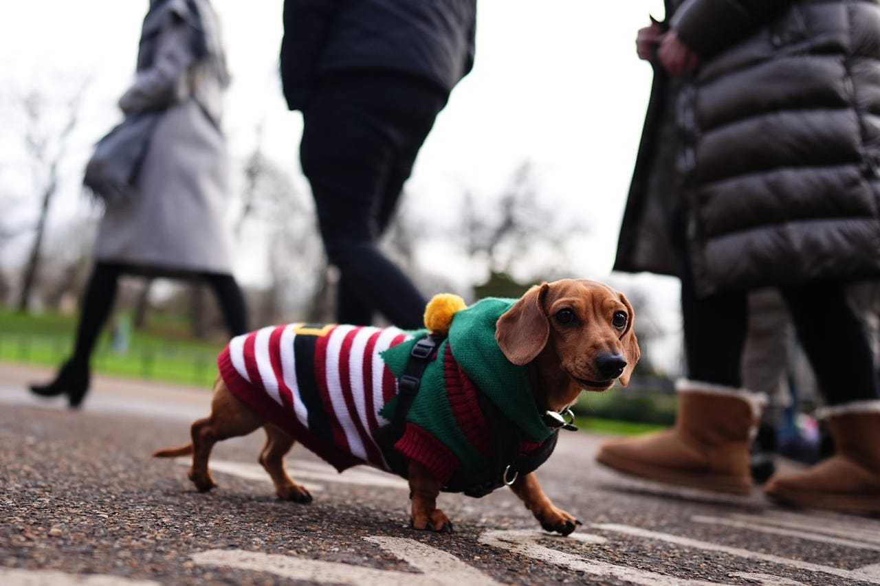 Dachshunds don Santa suits and festive hats for Hyde Park Sausage Dog ...