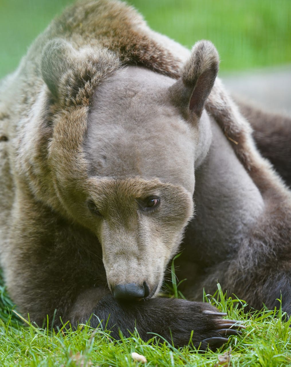 Zoo ‘in awe’ of Boki the brown bear’s progress after pioneering brain surgery | Express & Star