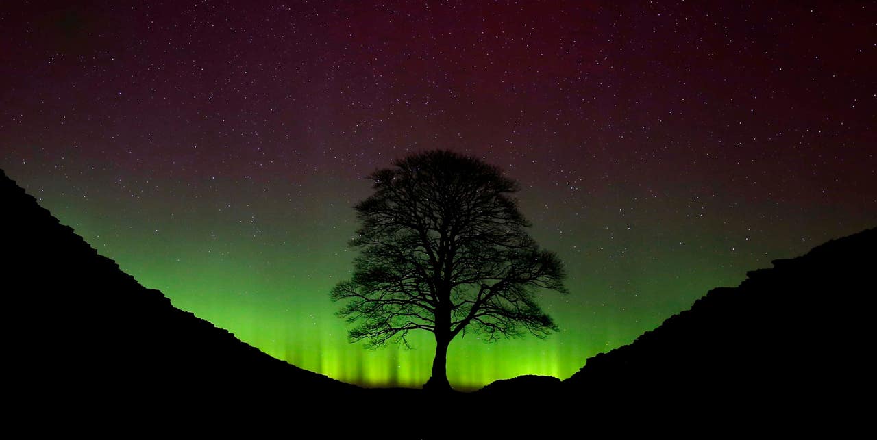 Famous Sycamore Gap tree ‘deliberately felled’ in apparent ‘act of ...