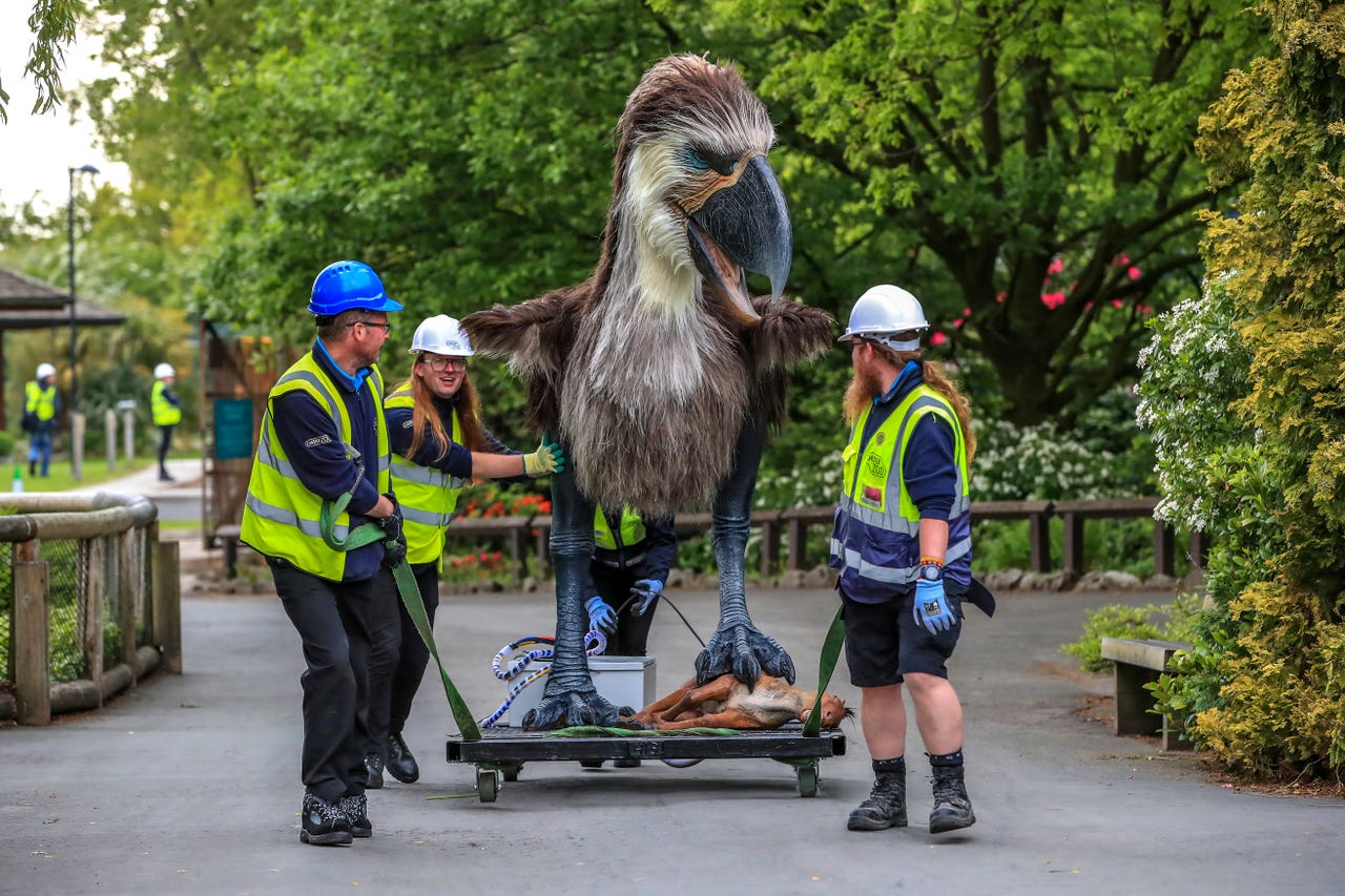 In Pictures: Giant animatronic predators arrive at Chester Zoo ...