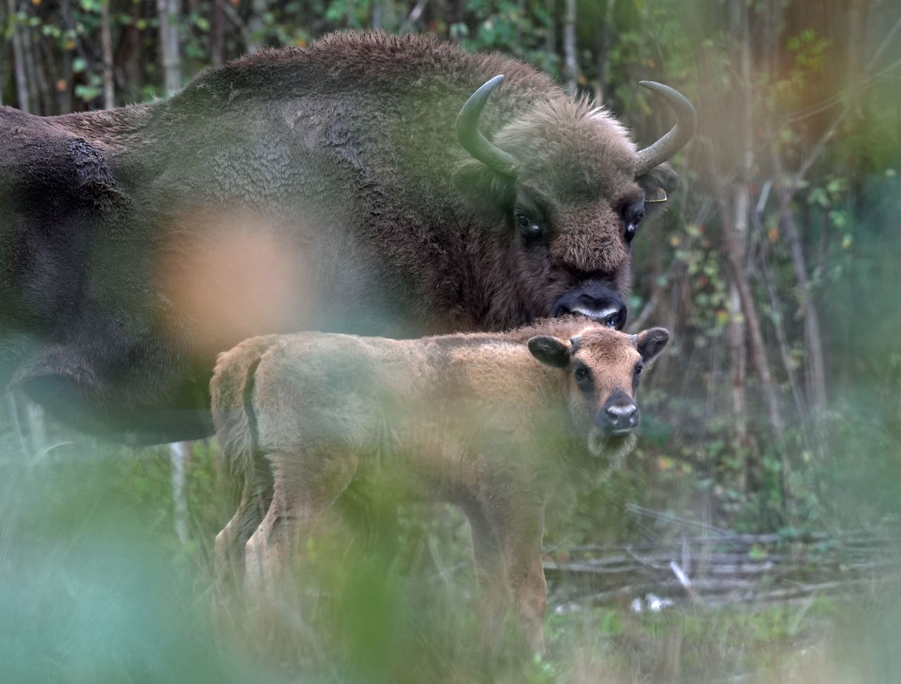 Bison introduced to Kent woodland welcome two new calves to the herd ...