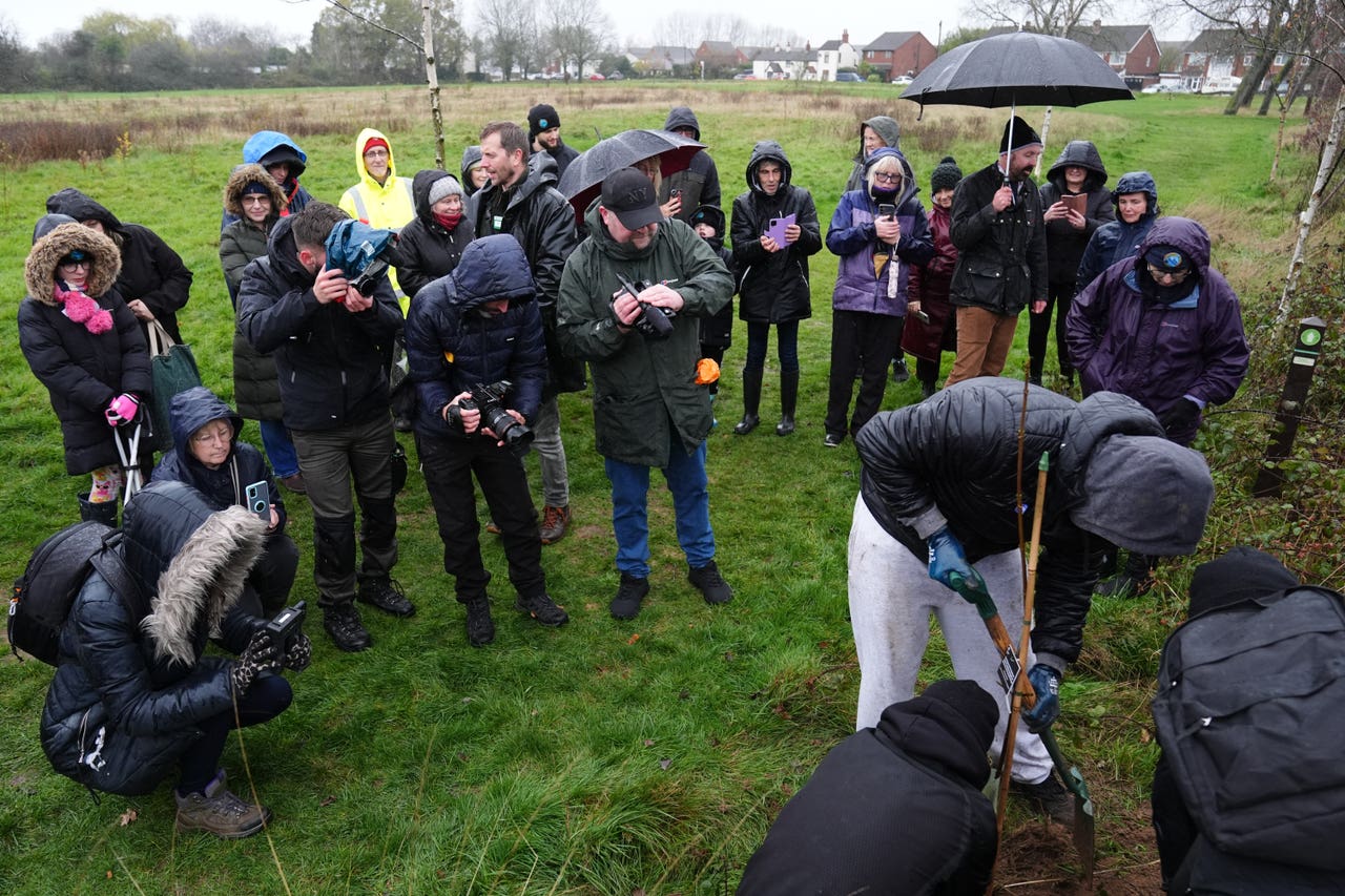 First saplings from felled Sycamore Gap tree are planted | Clacton and ...