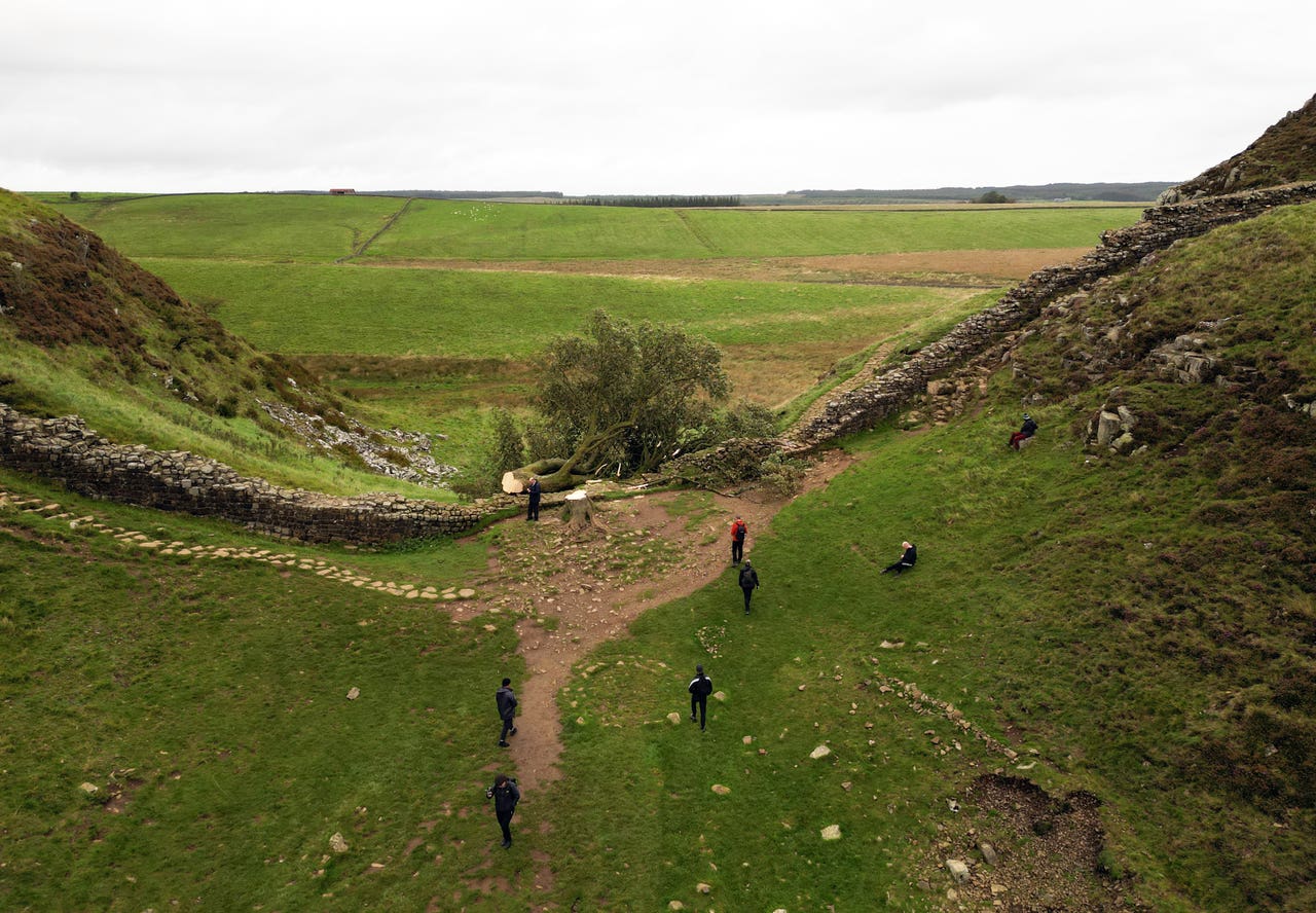Teenage boy arrested over felling of landmark tree on Hadrian’s Wall ...