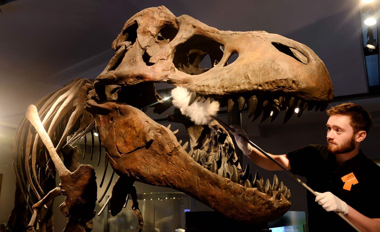 T-rex’s tiny arms were actually ‘vicious slashing’ weapons, suggests ...