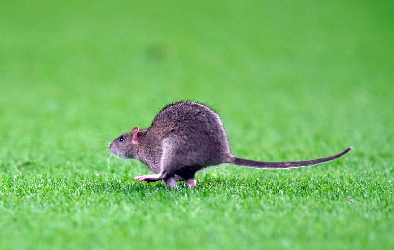 Cardiff defend pest control policy after rat halts Wales match | York Press