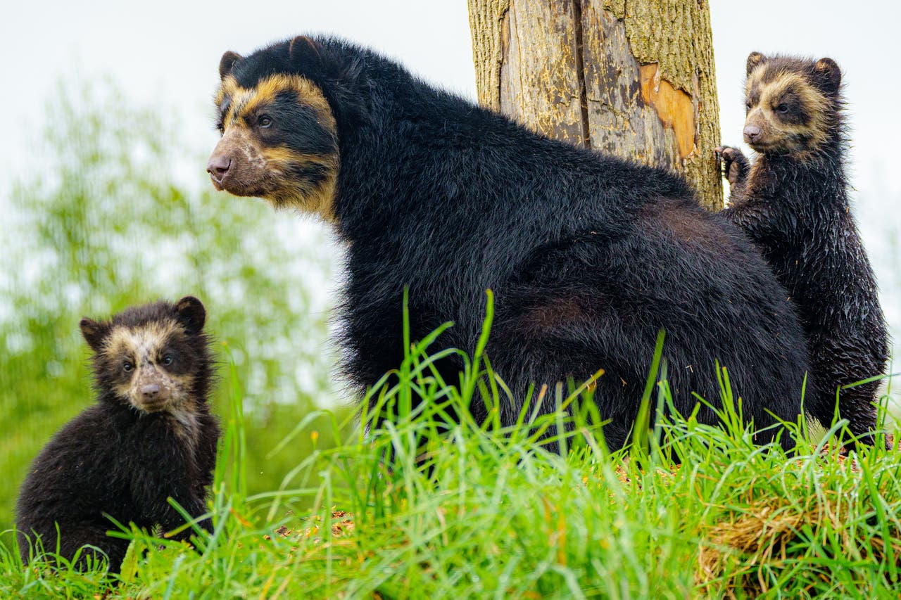 Keepers share ‘exciting’ moment rare bear cubs take first steps outside ...
