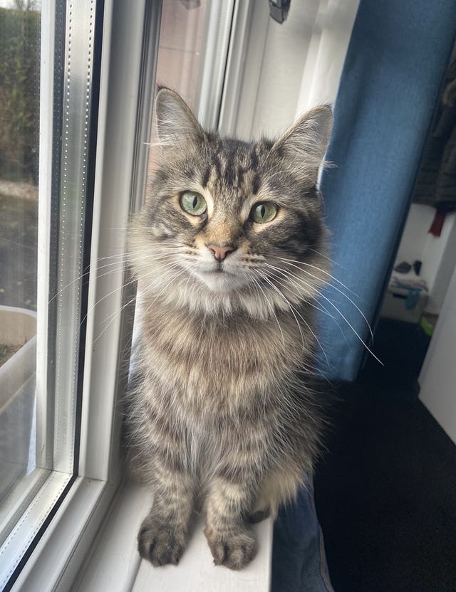 Delivery driver caught on doorbell camera taking pet cat from garden ...