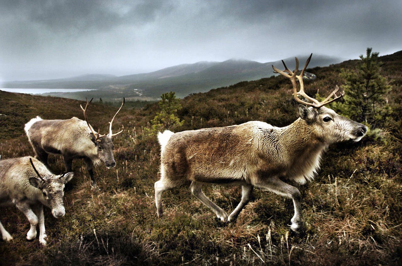 Animal welfare groups call for end to live reindeer displays at festive ...