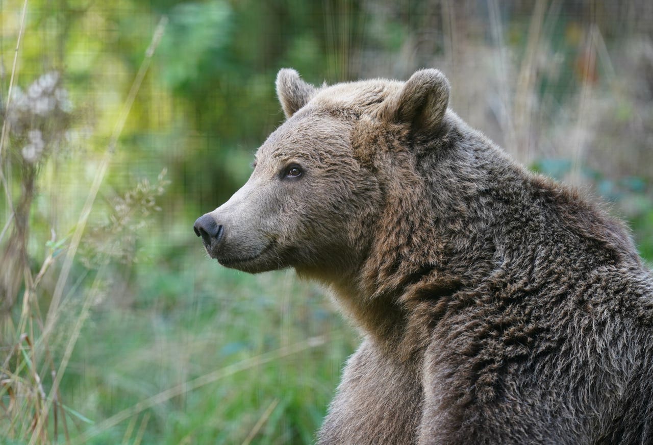 Boki the brown bear set for brain surgery this week | Gazette
