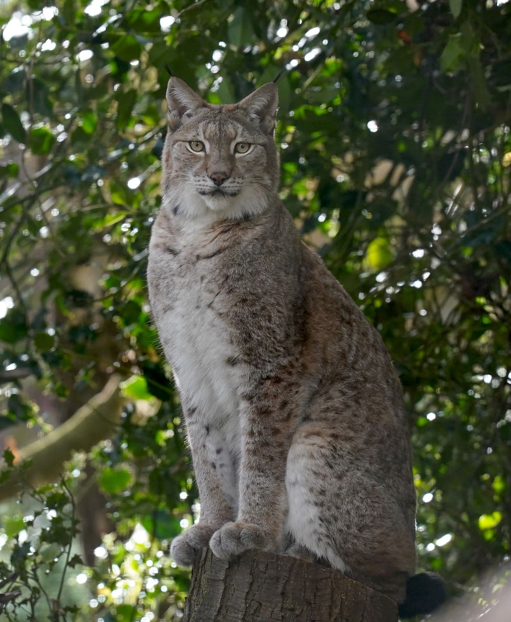 The lynx effect: smell of predators enough to curb deer browsing, study ...