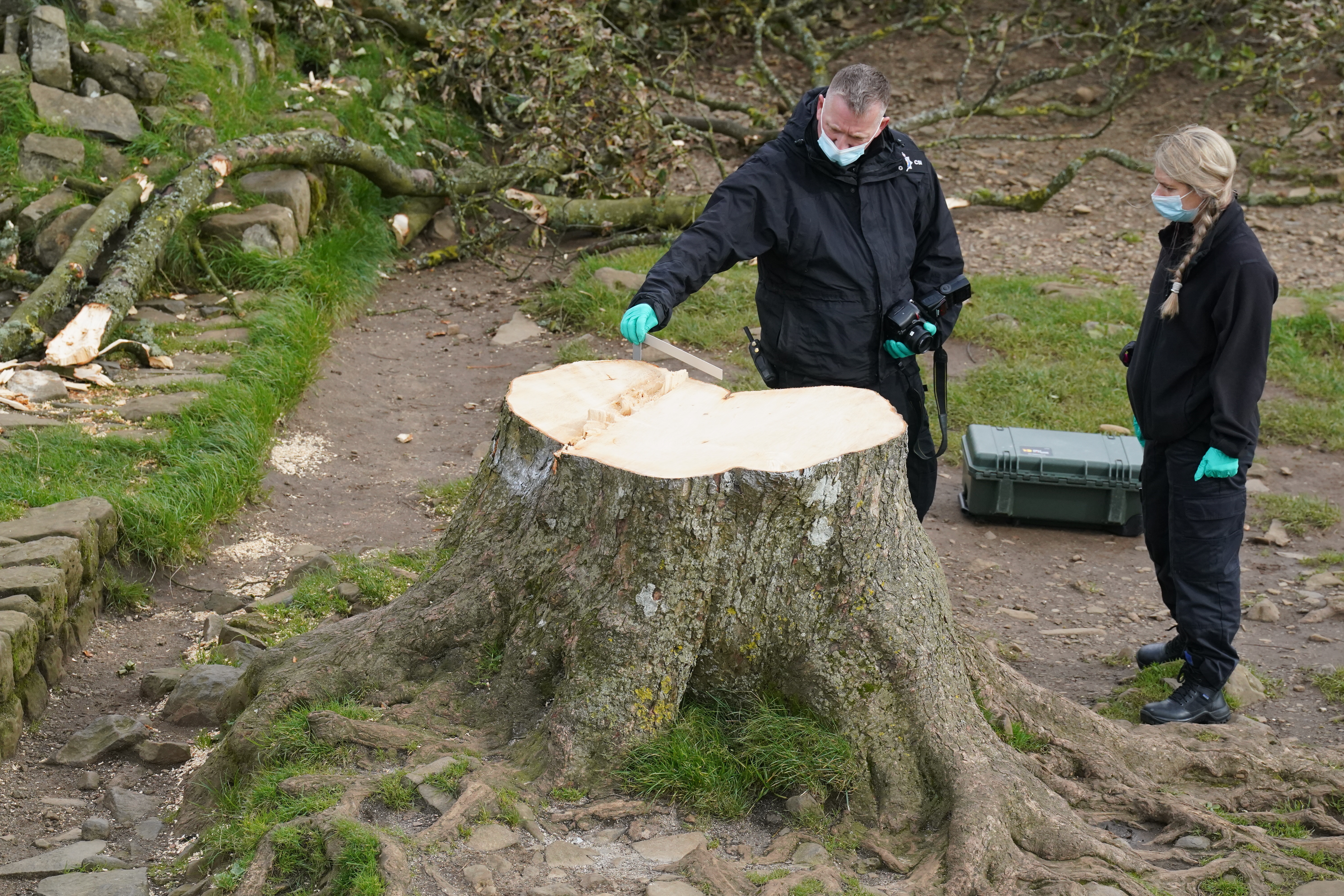 New shoots expected to grow from Sycamore Gap tree in UK but it ‘won’t ...