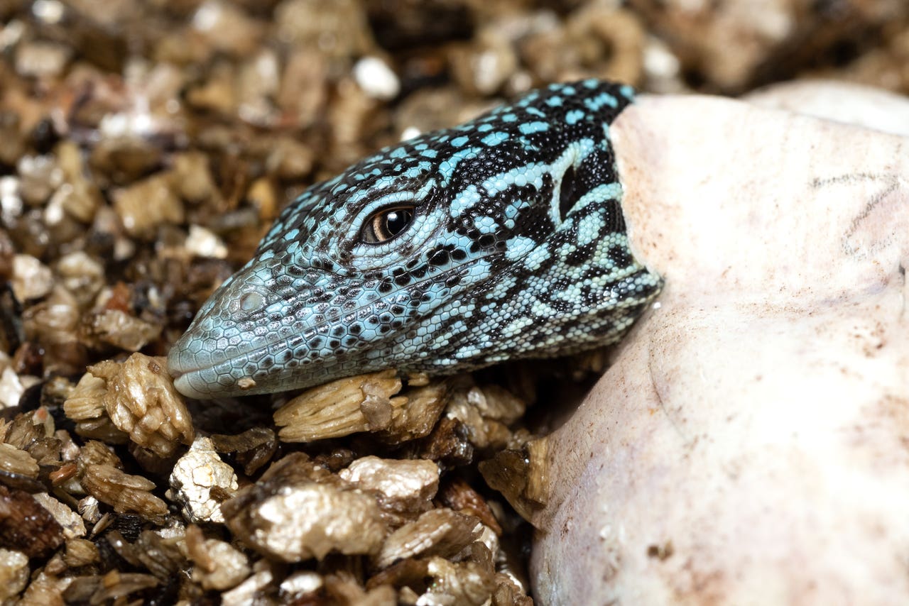 Endangered lizards bred for first time at UK zoo | Bradford Telegraph ...