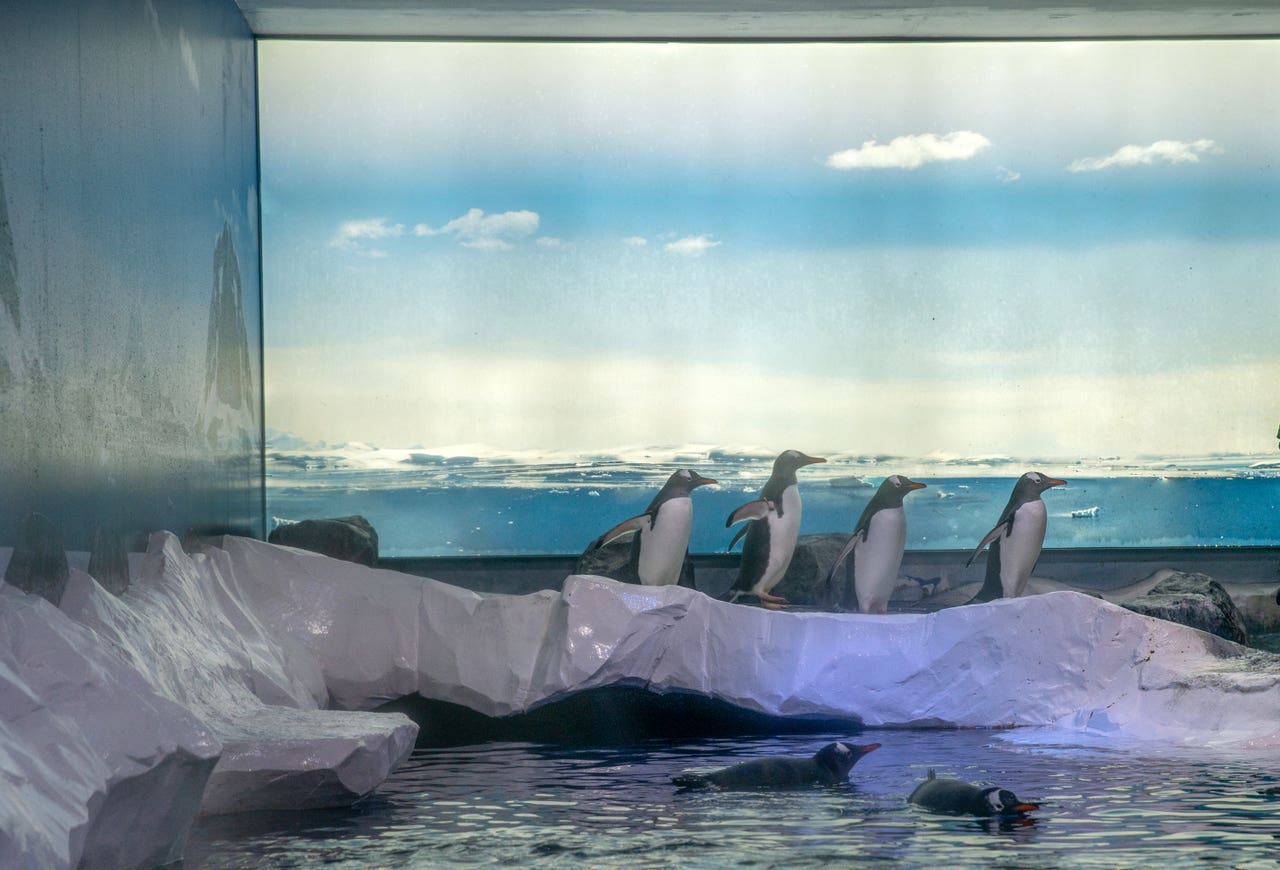 MPs demand release of penguins ‘trapped in basement’ of London aquarium ...